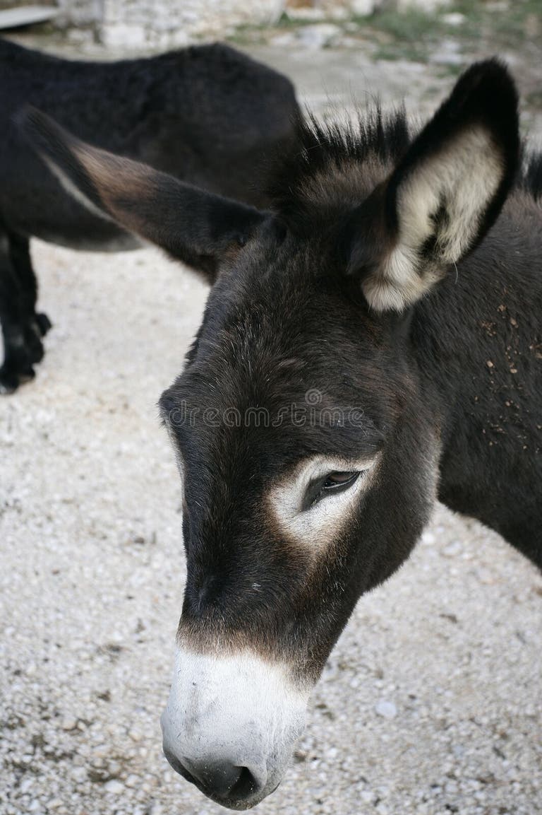 1,128 Donkey Profile Stock Photos - Free & Royalty-Free Stock Photos ...