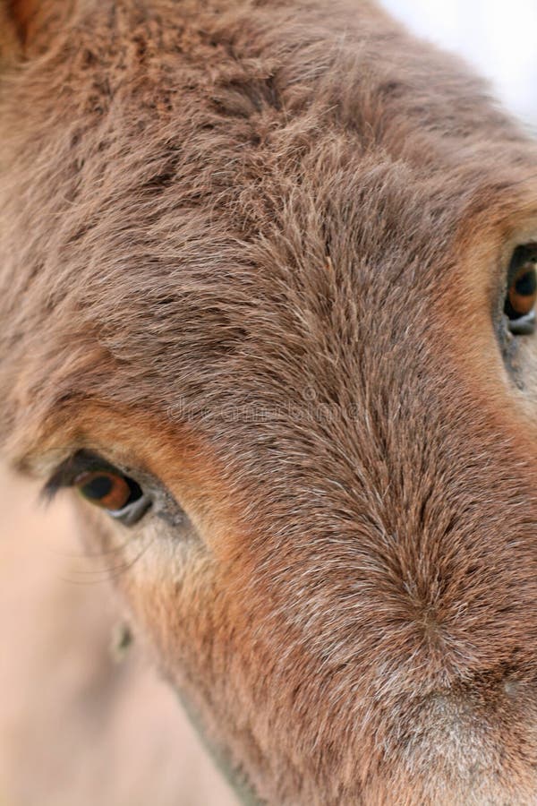 Donkey stock photo. Image of snout, farm, argriculture - 4591542