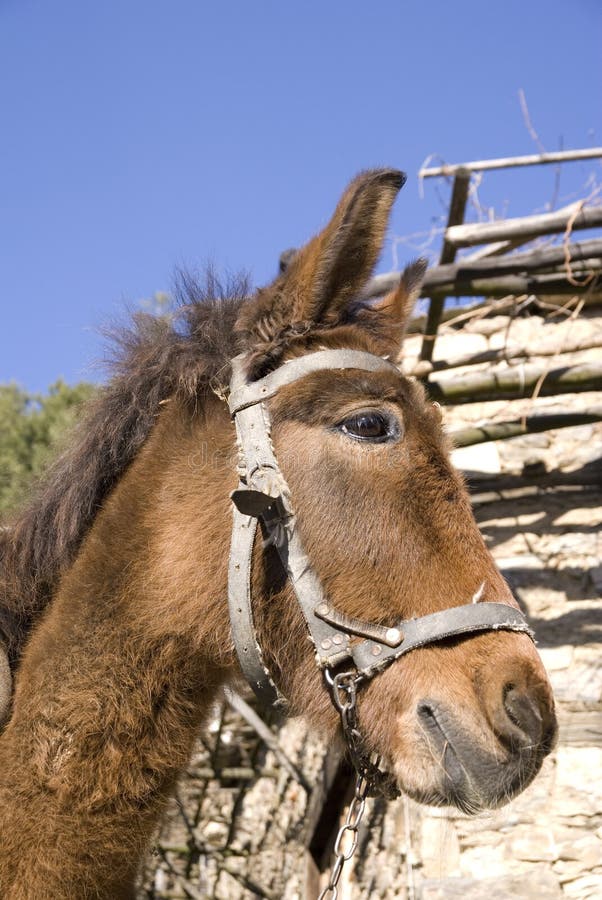 Donkey at work stock image. Image of farm, burden, republican - 33905