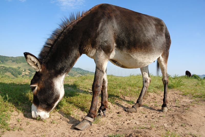 Donkey at work stock image. Image of farm, burden, republican - 33905
