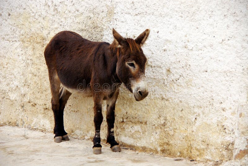 Donkey and crow stock image. Image of donkey, dust, sand - 39799685