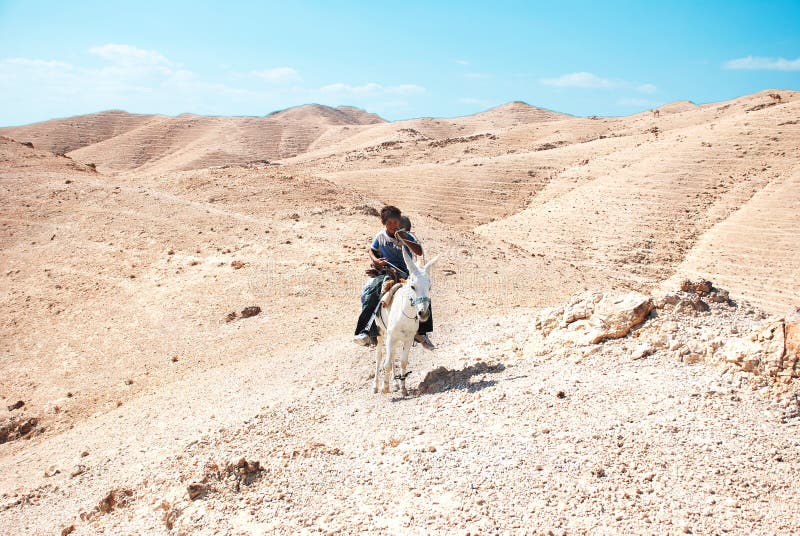 Donkey stock image. Image of arabic, beauty, sunny, gallop - 6702567