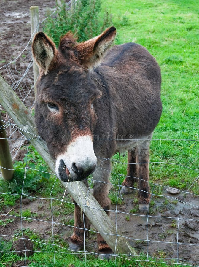 Donkey stock image. Image of legs, sunny, domestic, outside - 7522201