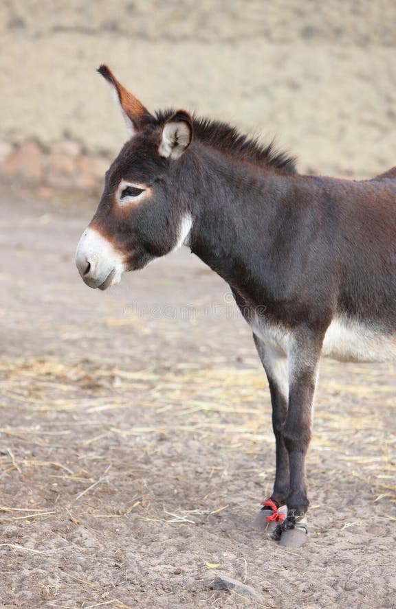 Donkey stock image. Image of draft, mammal, donkey, beautiful - 8450015