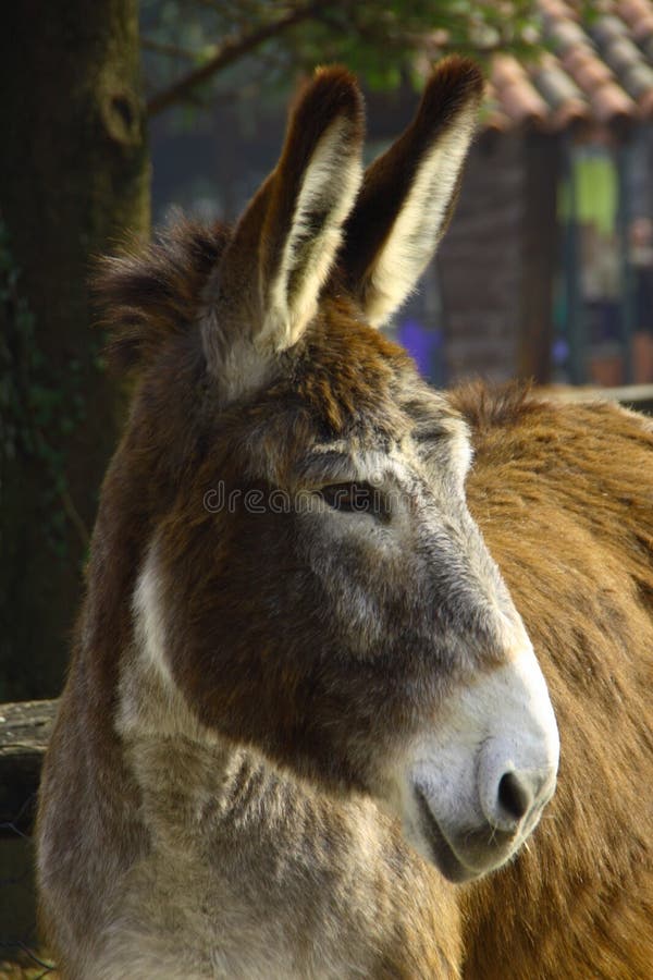 Donkey and crow stock image. Image of donkey, dust, sand - 39799685