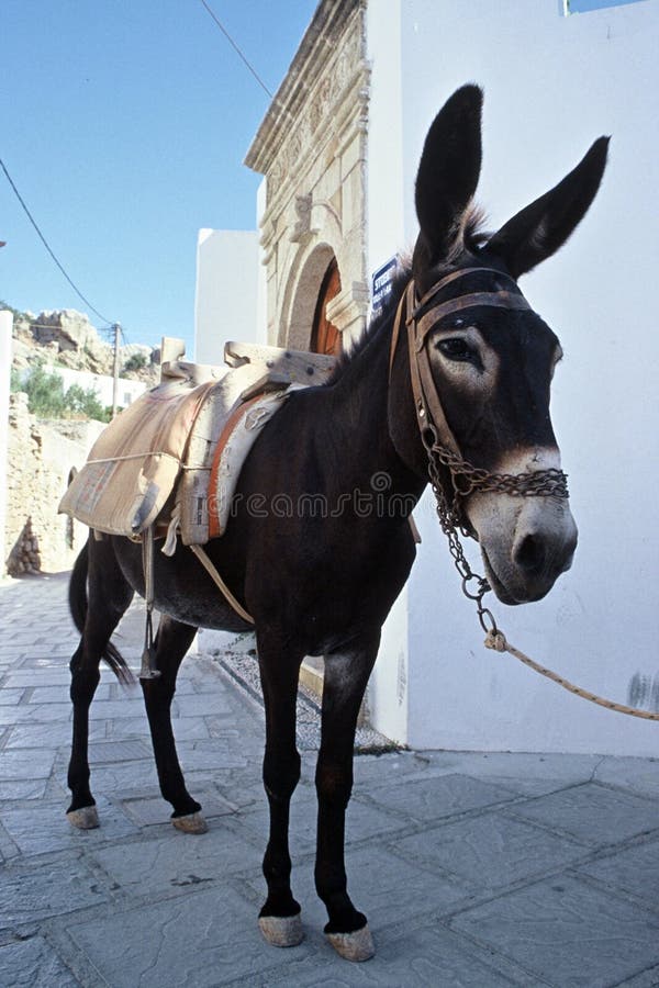 Donkey stock image. Image of lindos, acropolis, eyes, rubble - 927957