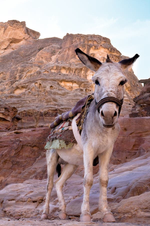 Donkey stock image. Image of jordan, cuddy, burro, pack - 8557469
