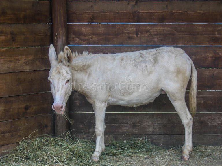 Donkey stock image. Image of breeding, countryside, working - 94082279