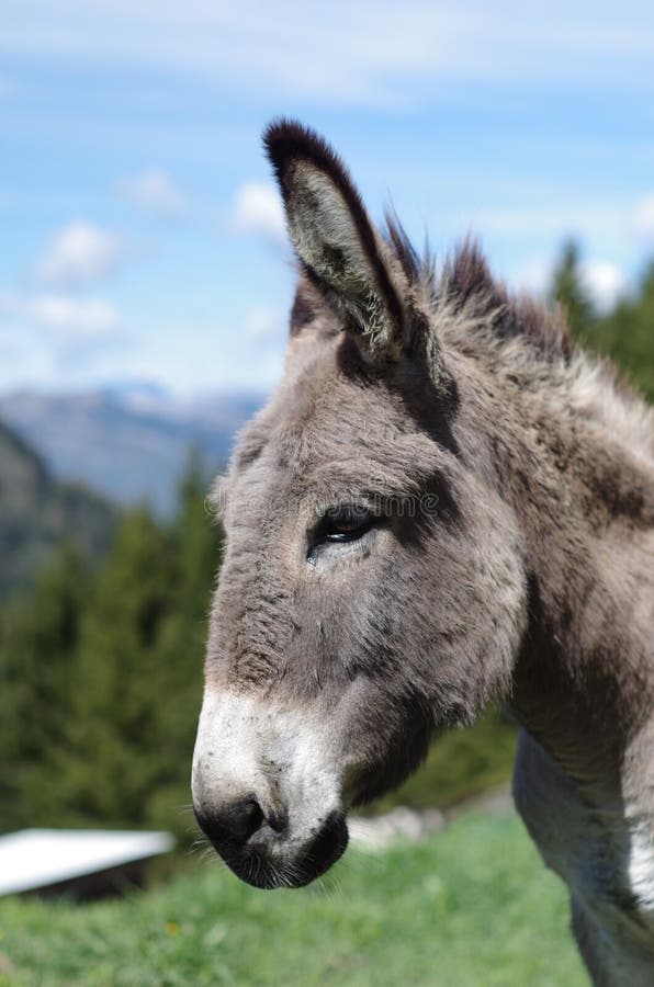 Donkey in the Alps stock image. Image of country, countryside - 53676573