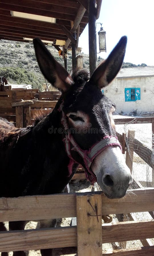 Donkey, animal, farm. stock photo. Image of bovine, horse - 258826438