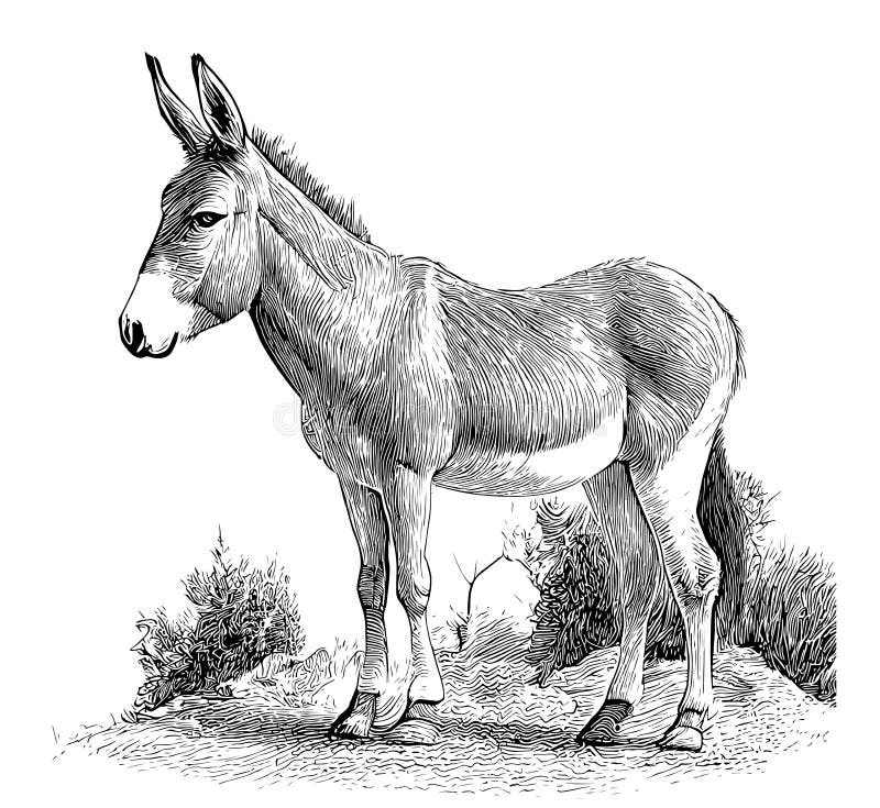 Donkey Drawing