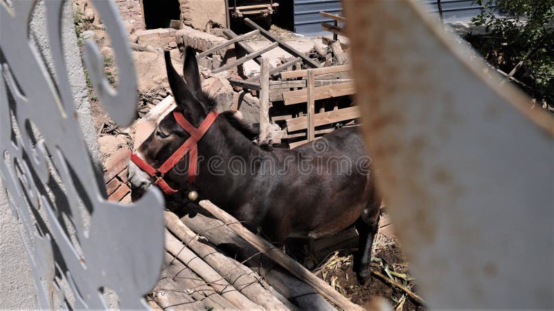 Donkey As a Main Form of Transportation in Rural Area Stock Image ...