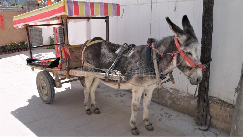 Donkey As a Main Form of Transportation in Rural Area Stock Photo ...