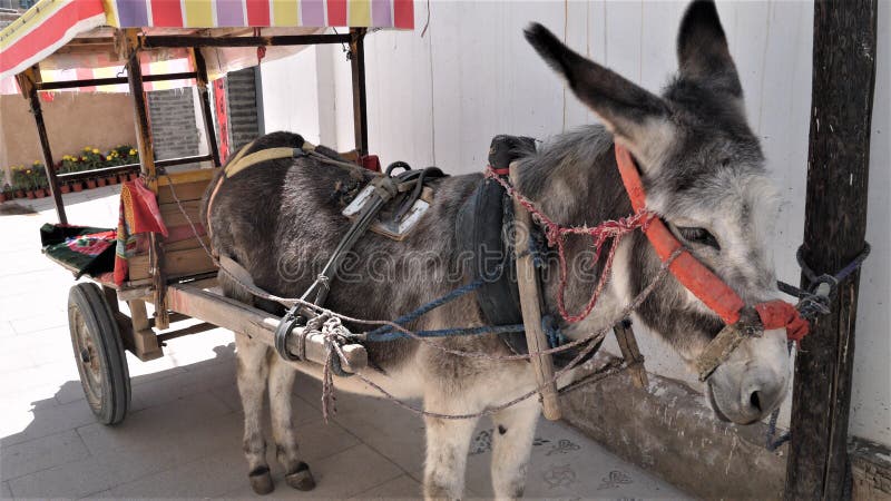 Donkey As a Main Form of Transportation in Rural Area Stock Image ...