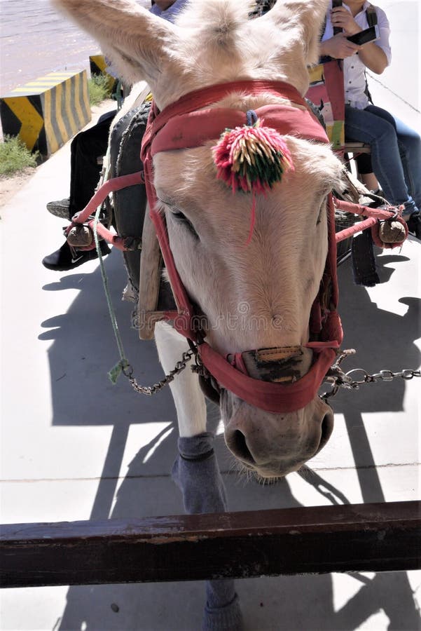 Donkey As a Main Form of Transportation in Rural Area Stock Photo ...
