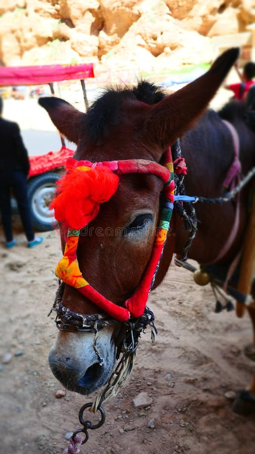 Donkey As a Main Form of Transportation in Rural Area Stock Image ...