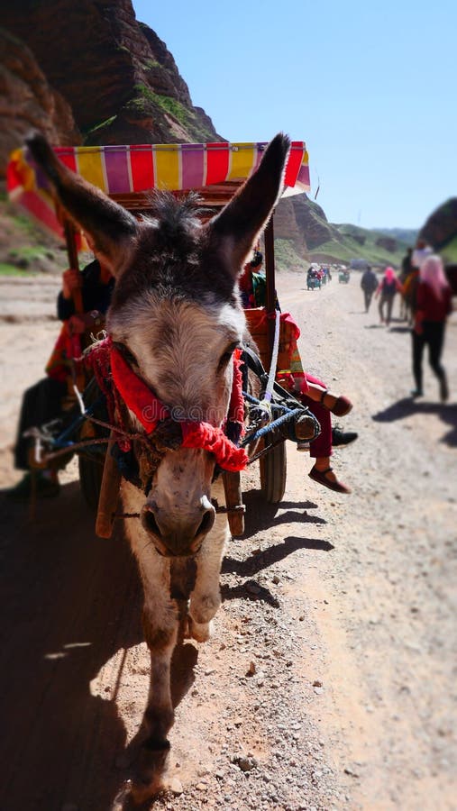 Donkey As a Main Form of Transportation in Rural Area Stock Image ...