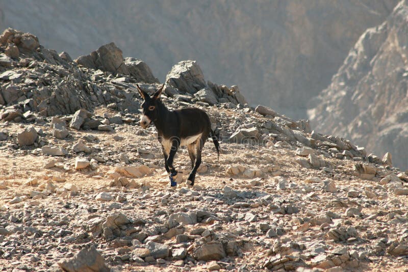 Family with Daughter stock photo. Image of isolated, cheerful - 1903014