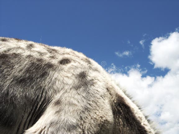 Donkey Back stock photo. Image of abstract, grey, mule - 136780