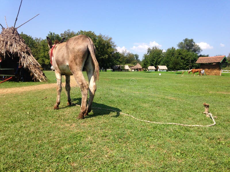 Donkey back stock image. Image of female, etno, green - 76342795