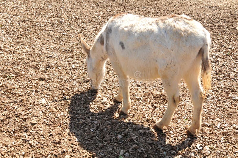 Donkey stock photo. Image of clean, landscape, animals - 57284006