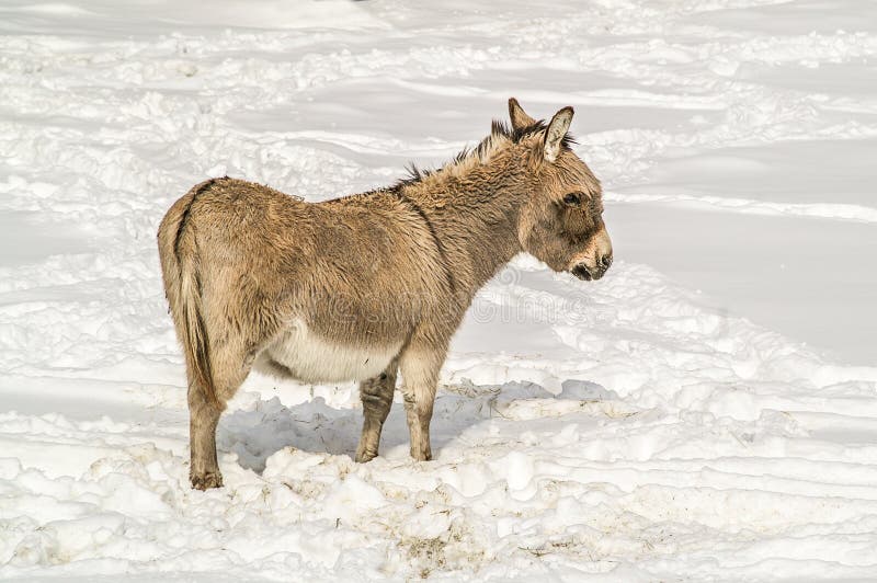 Donkey with Bangs in Snow stock photo. Image of snow - 86635726