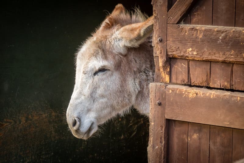 Donkey in a barn stock image. Image of head, farm, herbivorous - 61721863