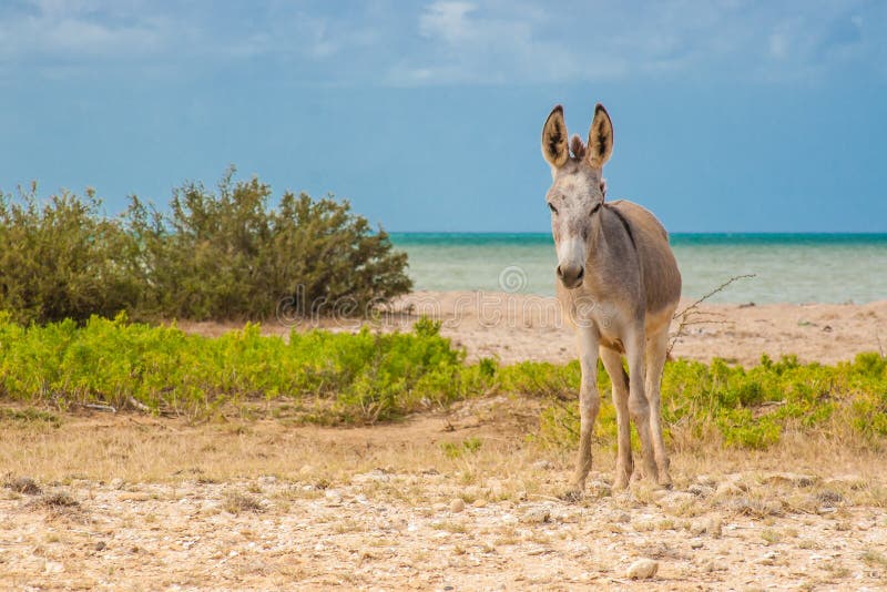 Beach Donkey stock photo. Image of ride, rides, lincolnshire - 23435944