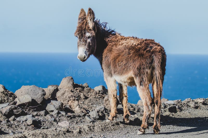 Donkey on the Beach stock image. Image of island, beautiful - 90748895
