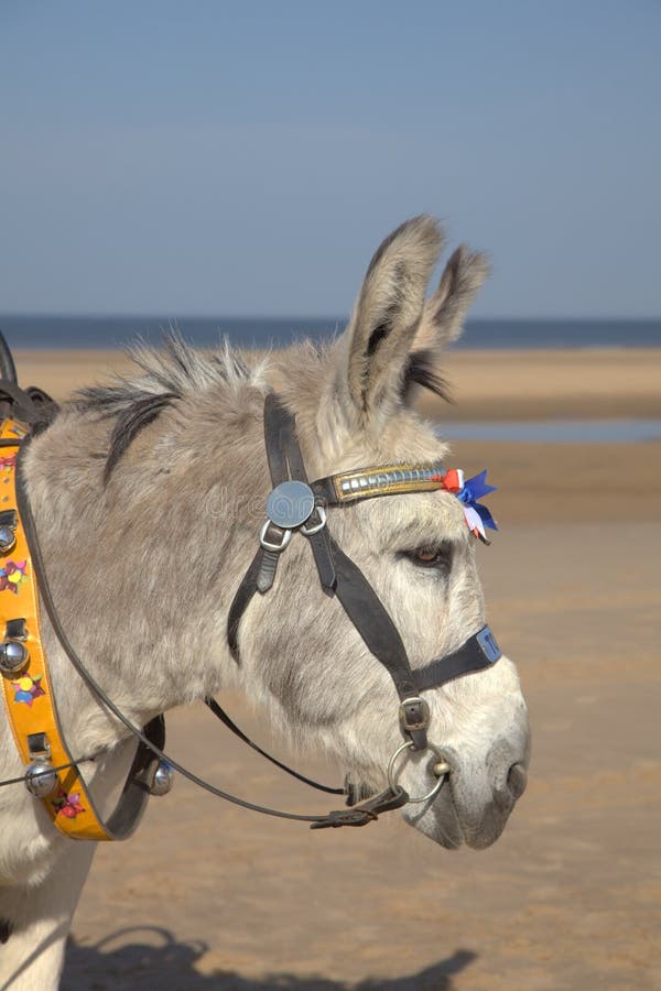 Donkey at a beach resort stock photo. Image of donkey - 19236712