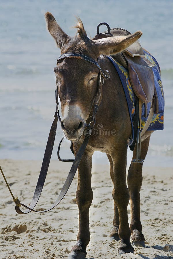 Beach Donkey stock photo. Image of coast, donkey, blue - 23435944