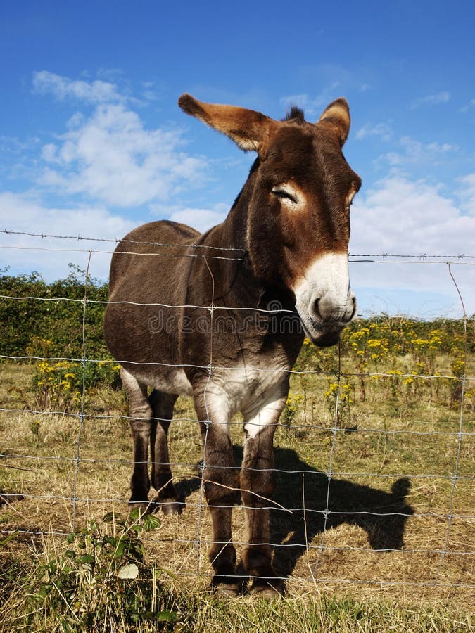 Donkey on the beach stock photo. Image of tree, mountains - 45436246