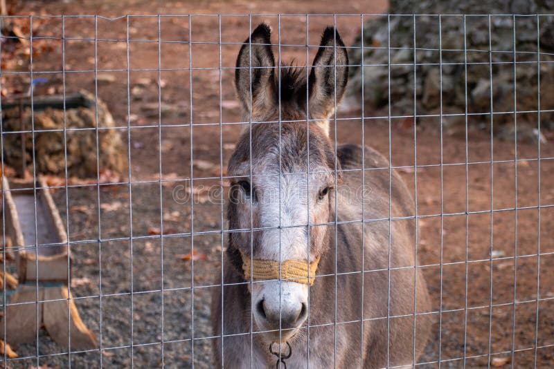 Donkey behind a wire fence stock image. Image of closeup - 349137755