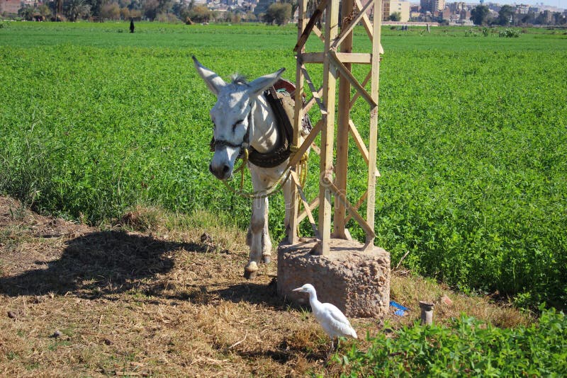 Donkey and Bird in the Field Stock Photo - Image of outdoor, rural ...