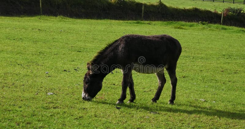 A Donkey with a Black Coat is Grazing in a Field. Slow Motion Stock ...
