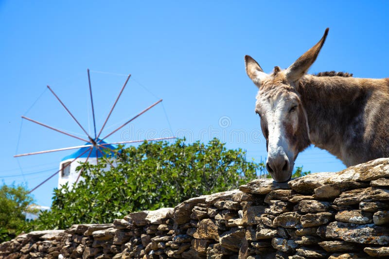 136 Windmill Donkey Stock Photos - Free & Royalty-Free Stock Photos ...