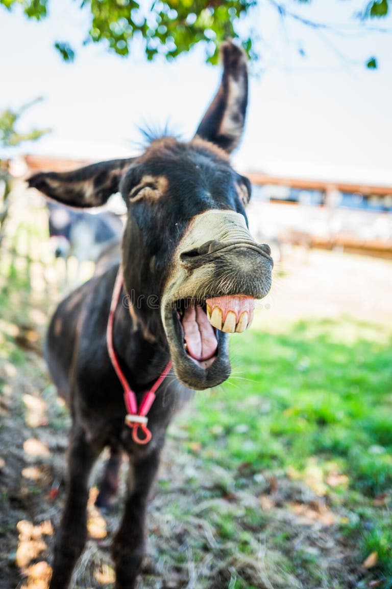 362 Braying Stock Photos - Free & Royalty-Free Stock Photos from Dreamstime