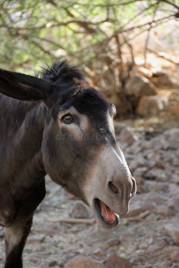 137 Braying Donkey Stock Photos - Free & Royalty-Free Stock Photos from ...