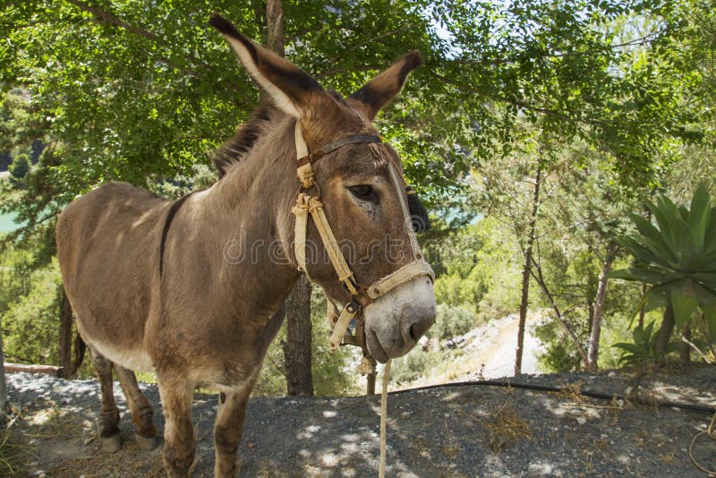 Donkey stock image. Image of farm, animal, countryside - 95768327