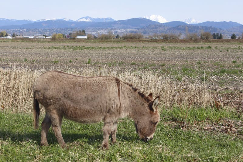 Donkey or Burrow Grazing stock photo. Image of mammal - 24251428
