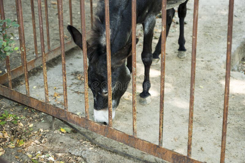Donkey in a cage editorial stock photo. Image of farm - 121943523