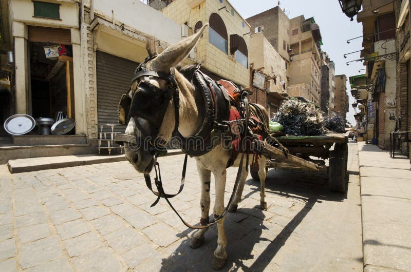 Donkey in Cairo stock photo. Image of alley, cairo, animal - 27712628