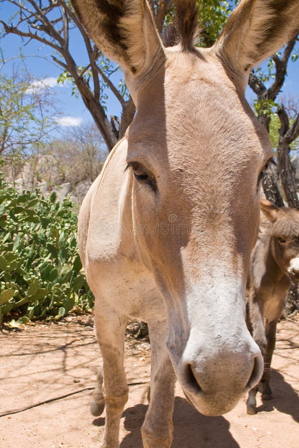 Donkey stock photo. Image of green, mammal, standing - 50690354