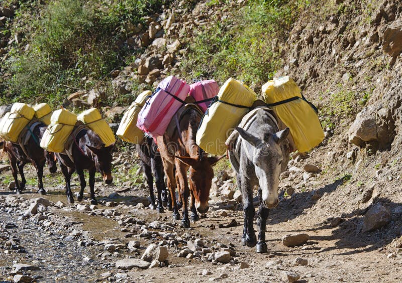Donkey Caravan in Mountains of Nepal Stock Photo - Image of creature ...