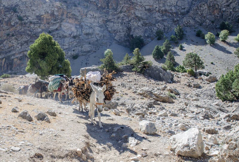 Donkey Caravan in Mountains of Tajikistan Stock Photo - Image of donkey ...