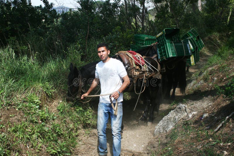 Donkey caravan in Nepal stock image. Image of harness - 50009697