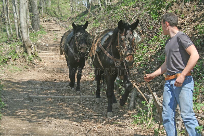 Donkey caravan editorial photography. Image of trek, maiori - 43771997