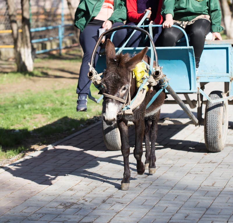 People with donkey stock image. Image of capital, spain - 99151223