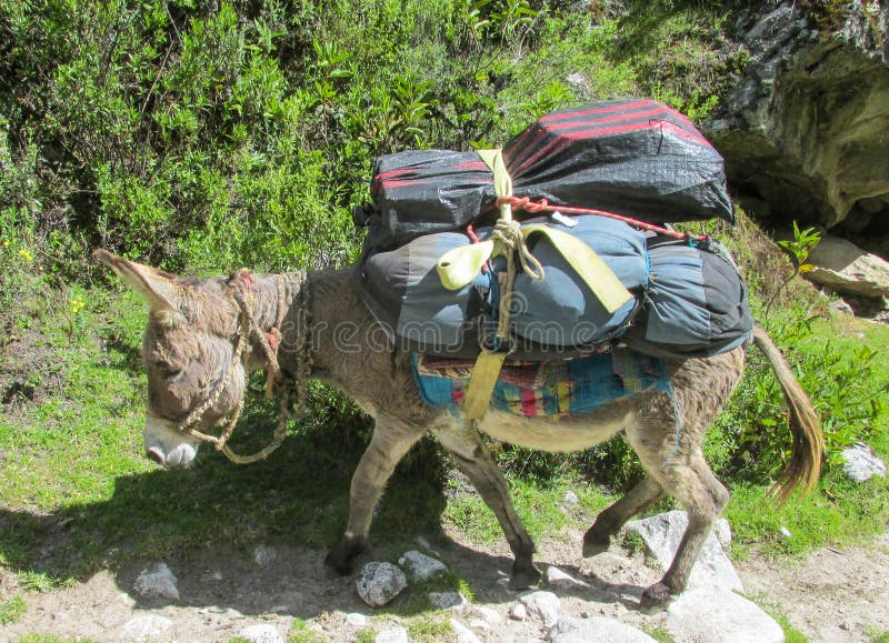 Donkey carry cargo stock image. Image of grey, gray, profile - 95026143