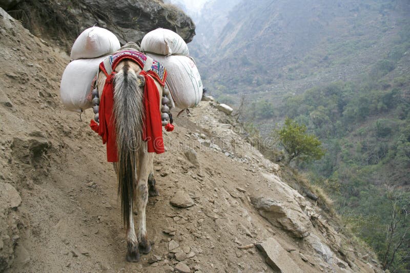 Donkey Carrying Heavy Loads, Annapurna Stock Photo - Image of saddle ...
